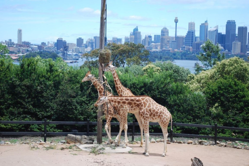 Taronga-Zoo | Langports